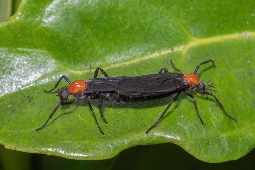 Lovebugs & Kissing Bugs: Harmful or Harmless?