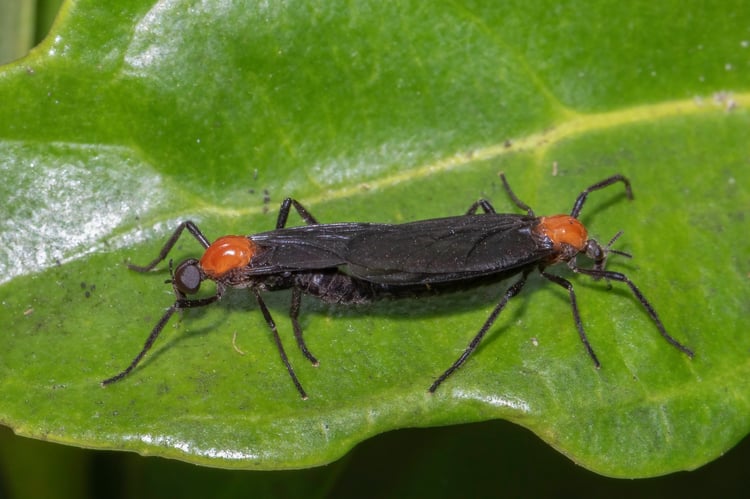 Lovebugs & Kissing Bugs: Harmful or Harmless?