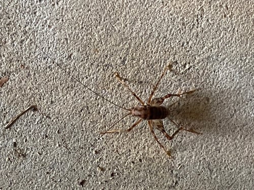 Cricket of Many Names: What is a Spricket?