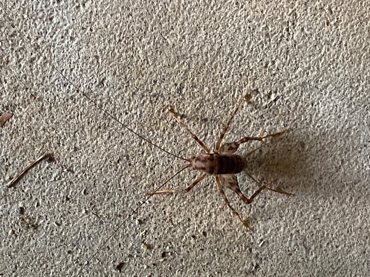 Cricket of Many Names: What is a Spricket?