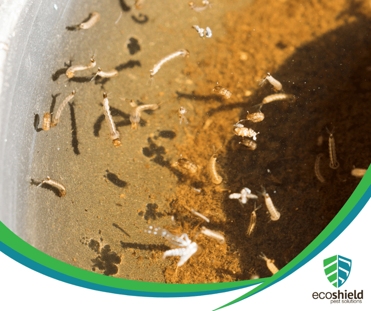 What is the Connection Between Pests and Humidity?