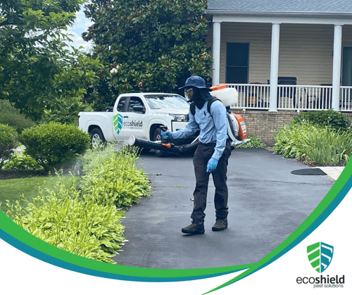 What Bugs Make a Loud Noise Outside in the Summer?