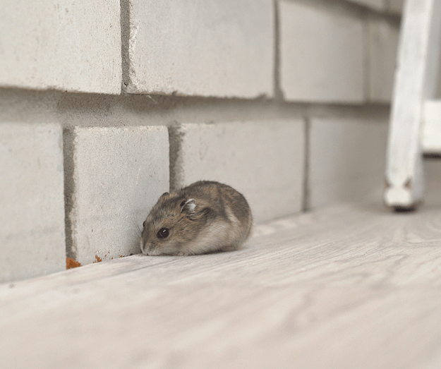 Do Mice Infest Clean Homes?
