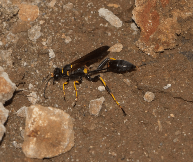 Do Mud Daubers Sting People?
