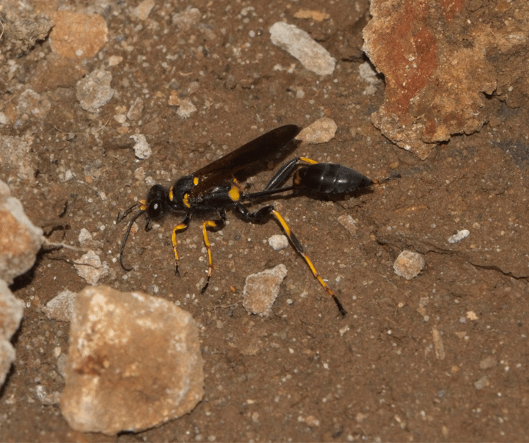 Do Mud Daubers Sting People?