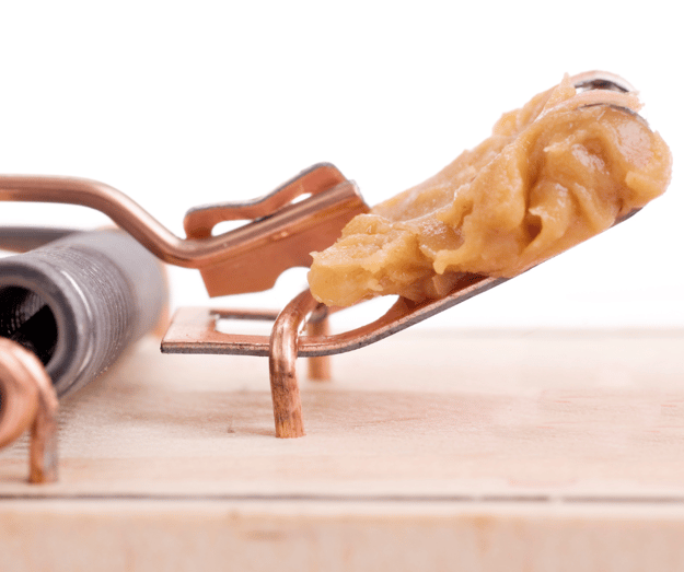 Can I Eliminate Mice with Peanut Butter?