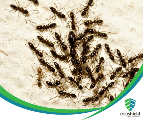What is the Purpose of a Queen Ant?