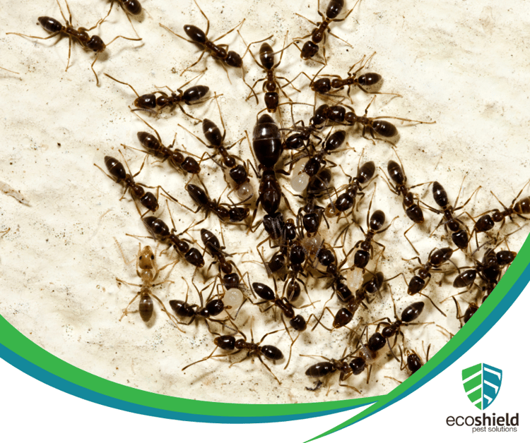 What is the Purpose of a Queen Ant?