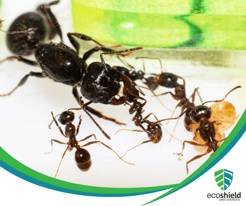 What is the Purpose of a Queen Ant?