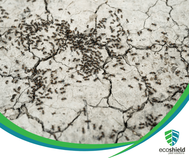 What is the Purpose of a Queen Ant?
