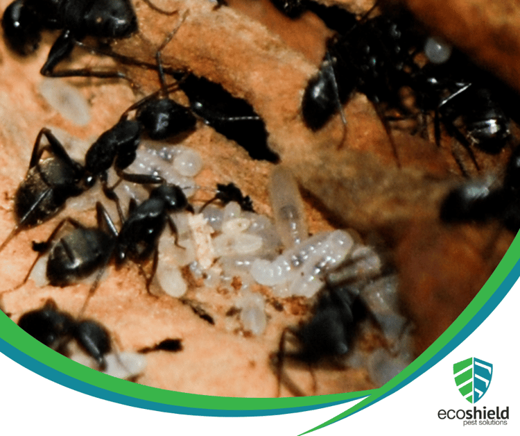 What is the Purpose of a Queen Ant?