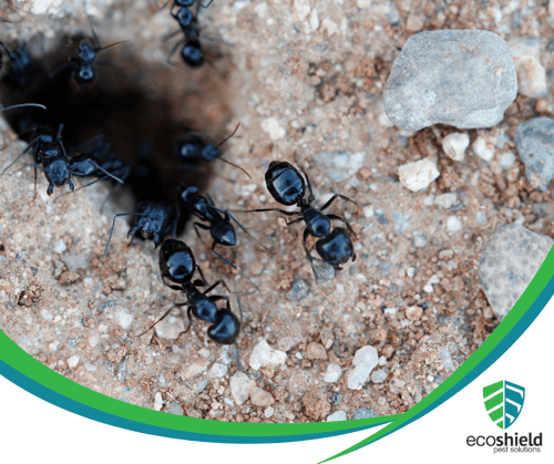 What is the Purpose of a Queen Ant?
