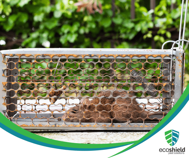 The Ultimate Guide to Choosing the Right Rodent Removal Company