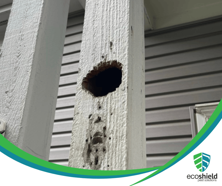 How Do I Get Rid of Rodents Inside my Walls?