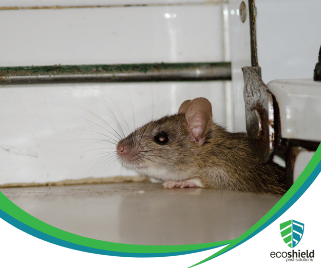 How Do I Get Rid of Rodents Inside my Walls?