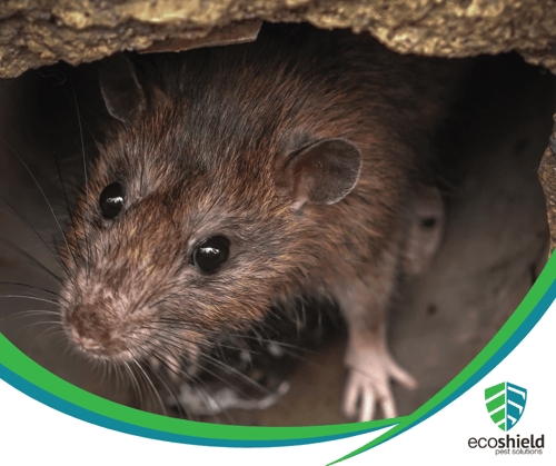 How Do I Get Rid of Rodents Inside my Walls?
