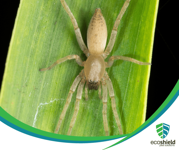 What Kind of Spider is in My House?