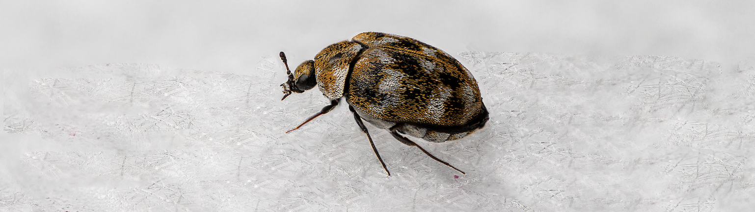 Exterminate and Prevent Beetles with EcoShield Pest Solutions