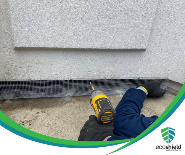 How do Pests Impact Your Home’s Safety and Value?