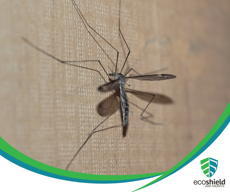 Do Skeeter Eaters Actually Eat Mosquitoes?
