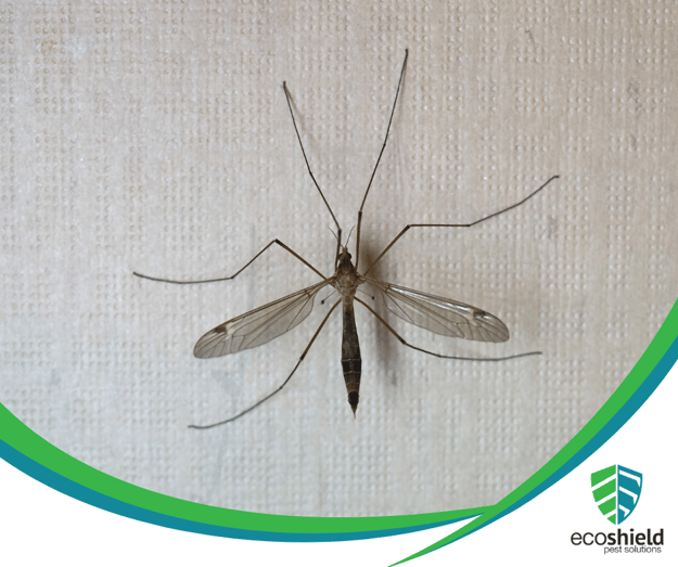 Do Skeeter Eaters Actually Eat Mosquitoes?