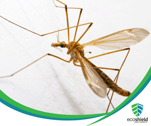 Do Skeeter Eaters Actually Eat Mosquitoes?