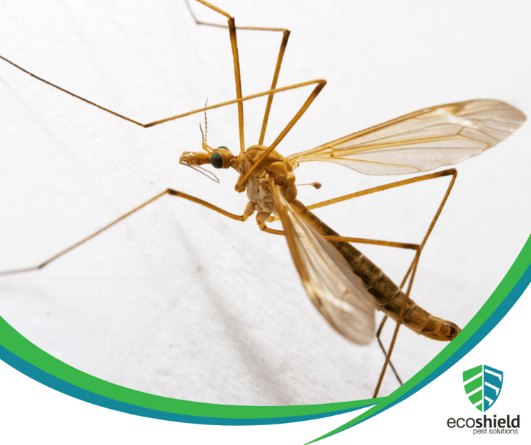 Do Skeeter Eaters Actually Eat Mosquitoes?