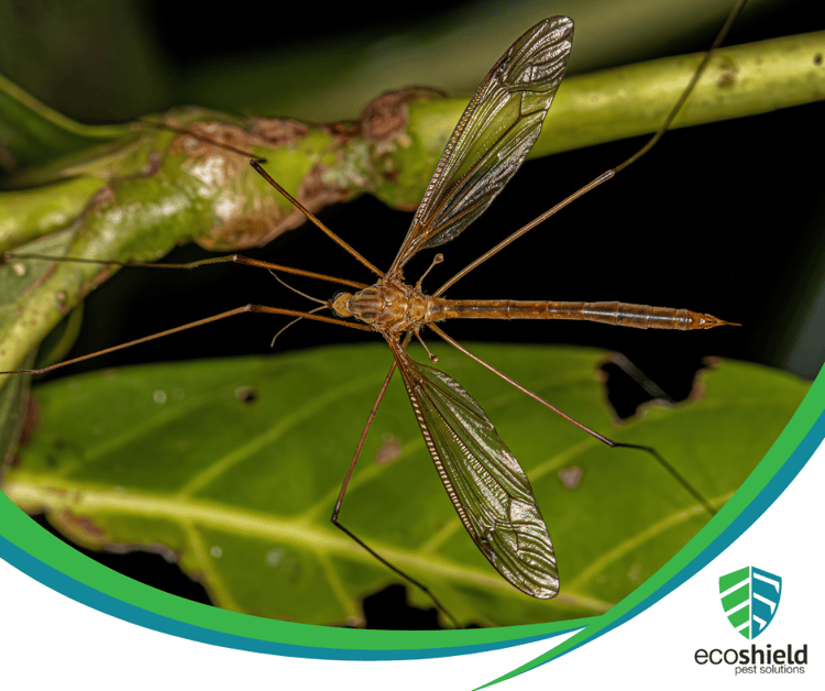 Do Skeeter Eaters Actually Eat Mosquitoes?