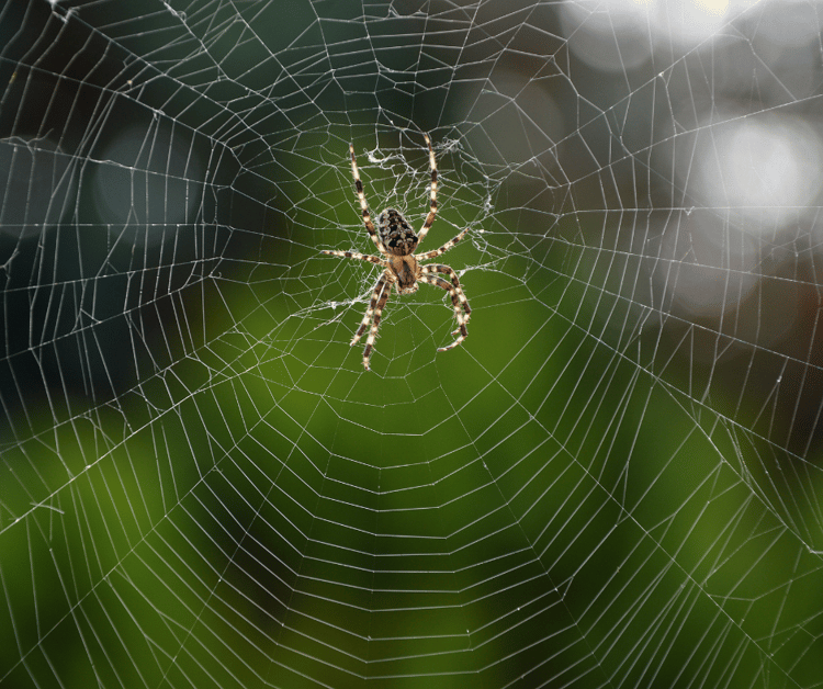 Should I Knock Down Spiderwebs?