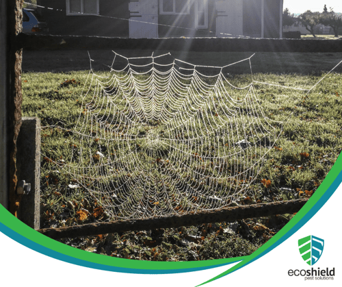 Do Spiders Reuse Their Webs?