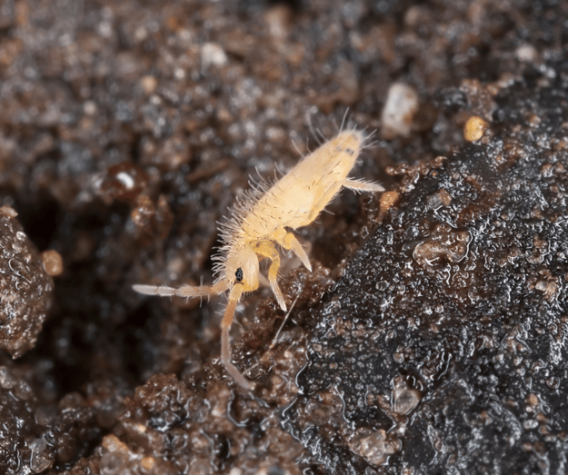 How do I Get Rid of Springtails?