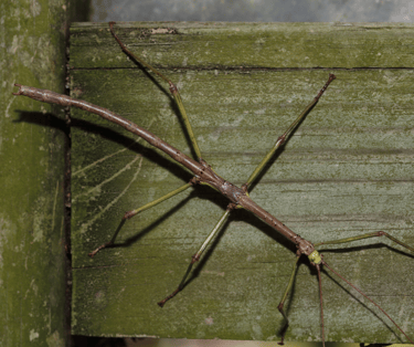 Stick Bugs in Your Yard | Are Stick Bugs Dangerous?