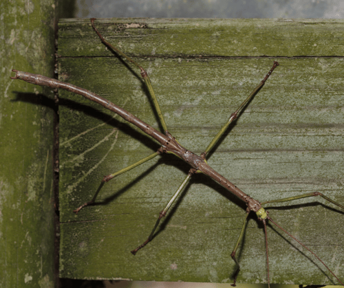 Stick Bugs in Your Yard | Are Stick Bugs Dangerous?
