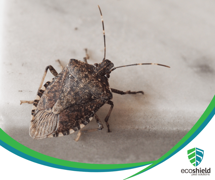Stink Bug or Imposter? What's in Your Home?