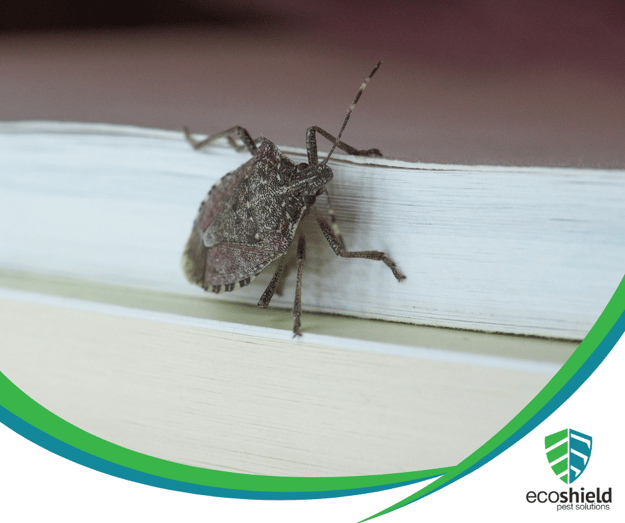 Stink Bug or Imposter? What's in Your Home?