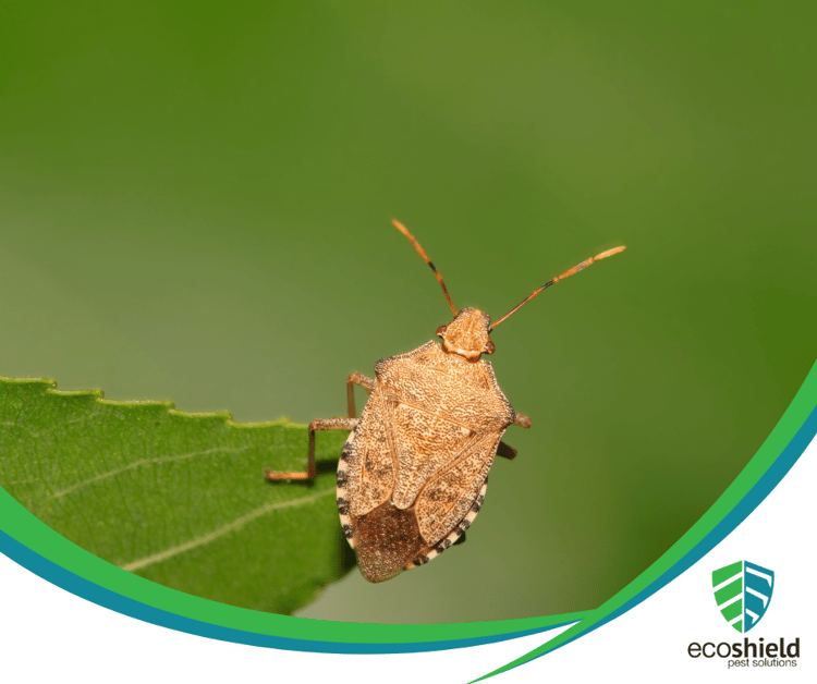 Stink Bug or Imposter? What's in Your Home?