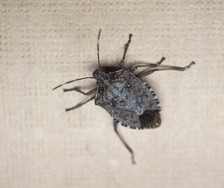 Are Stink Bugs Harmful to Humans?