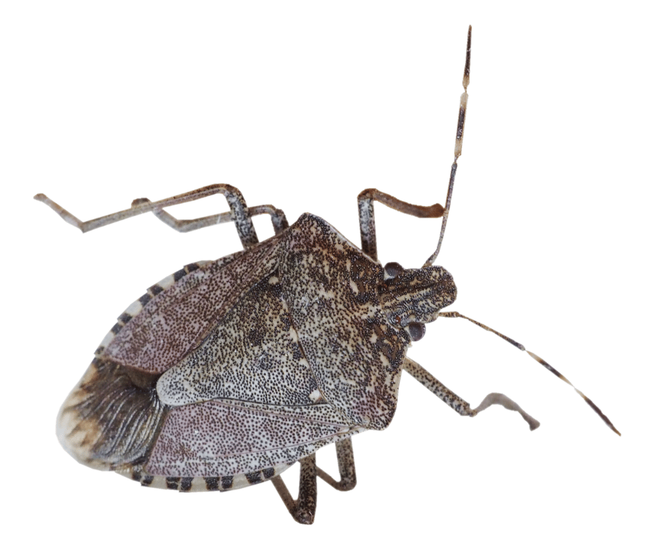 EcoShield Pest Solutions Stink Bug Removal