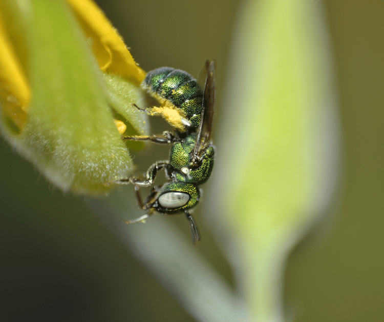 What are Sweat Bees?