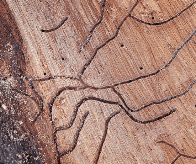 How do I Get Rid of Drywood Termites?