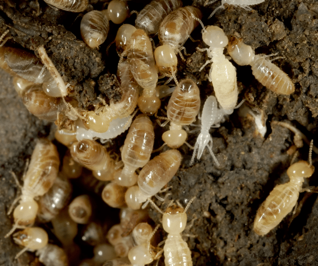 How do I Get Rid of Drywood Termites?