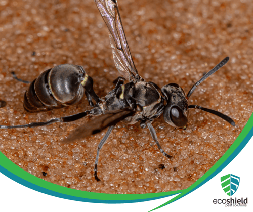 What Wasps Have The Most Painful Sting?