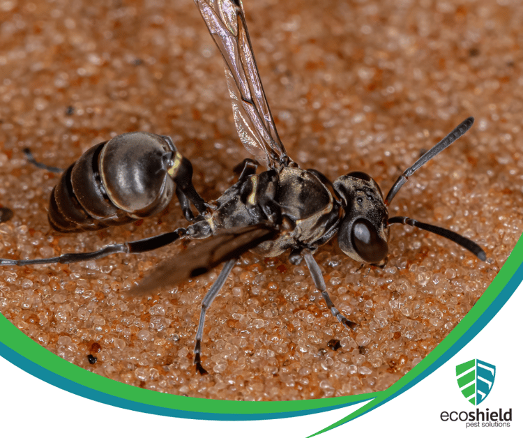 What Wasps Have The Most Painful Sting?