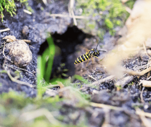 What Temperature Kills Off Yellowjackets and Hornets?