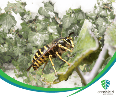 Where do Yellowjackets Go When it Gets Cold?