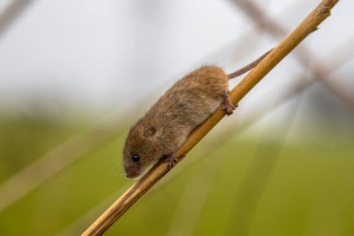 Can Mice Climb Walls?