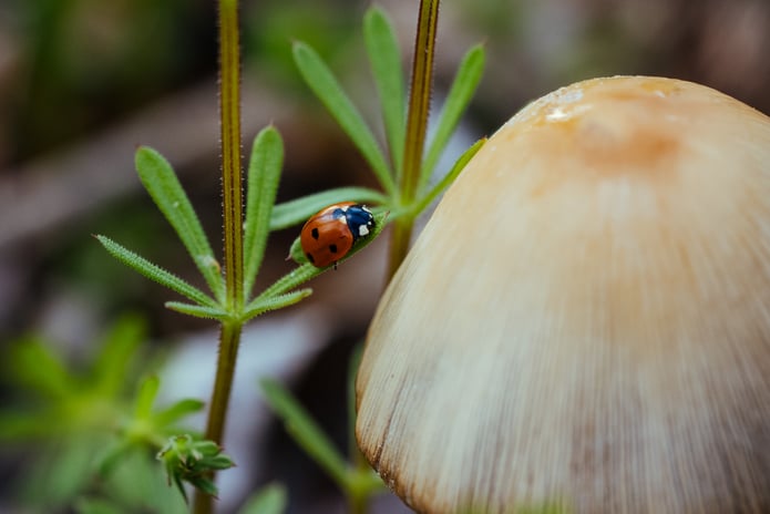 Are Ladybugs Harmful?