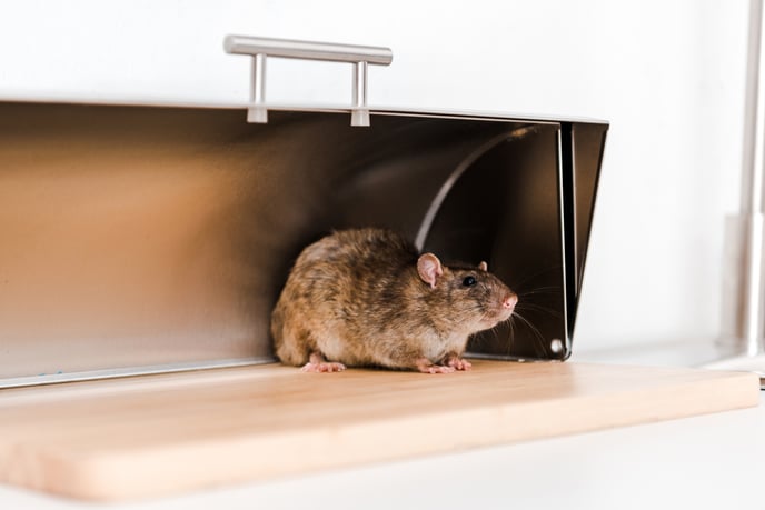 Why Do I Have Mice Inside My Home?