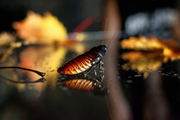 What is the Difference Between American and German Roaches?