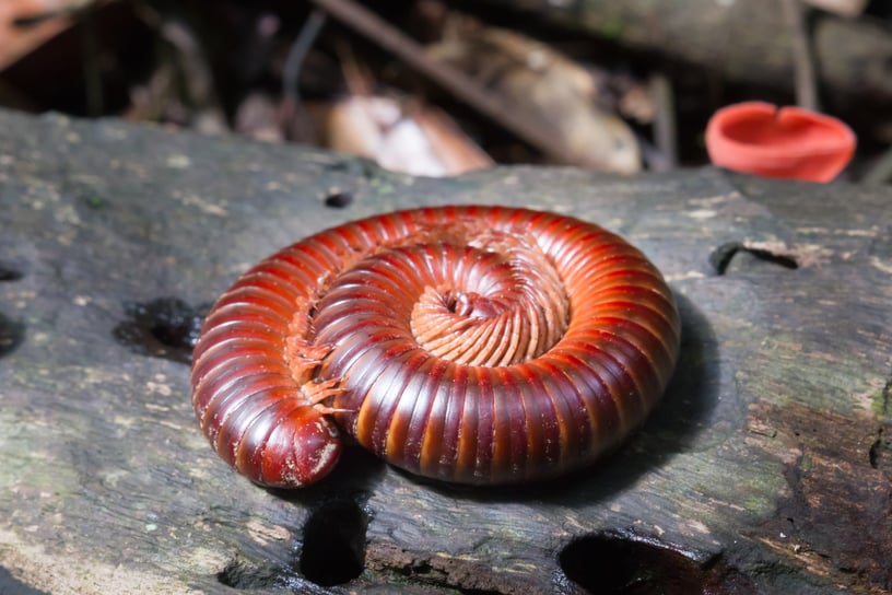 What’s the Difference Between Centipedes and Millipedes?